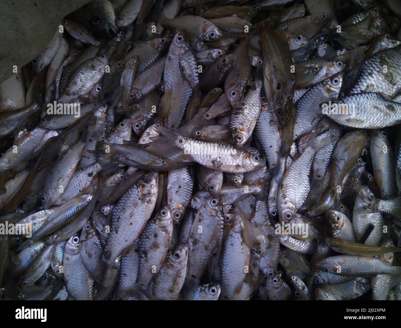 Fresh seafood dorado shrimp hi-res stock photography and images - Alamy