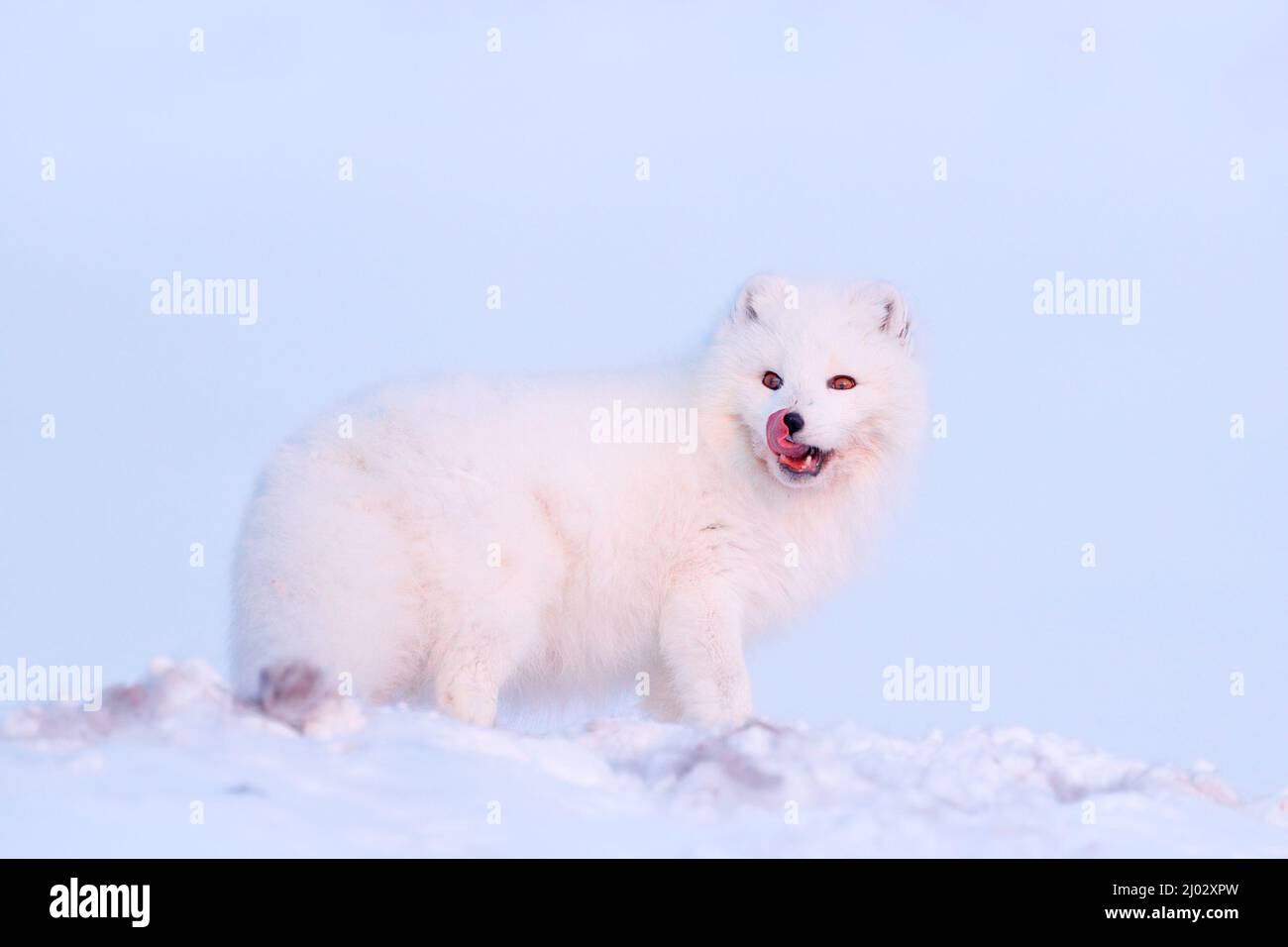 Polar habitat hi-res stock photography and images - Alamy