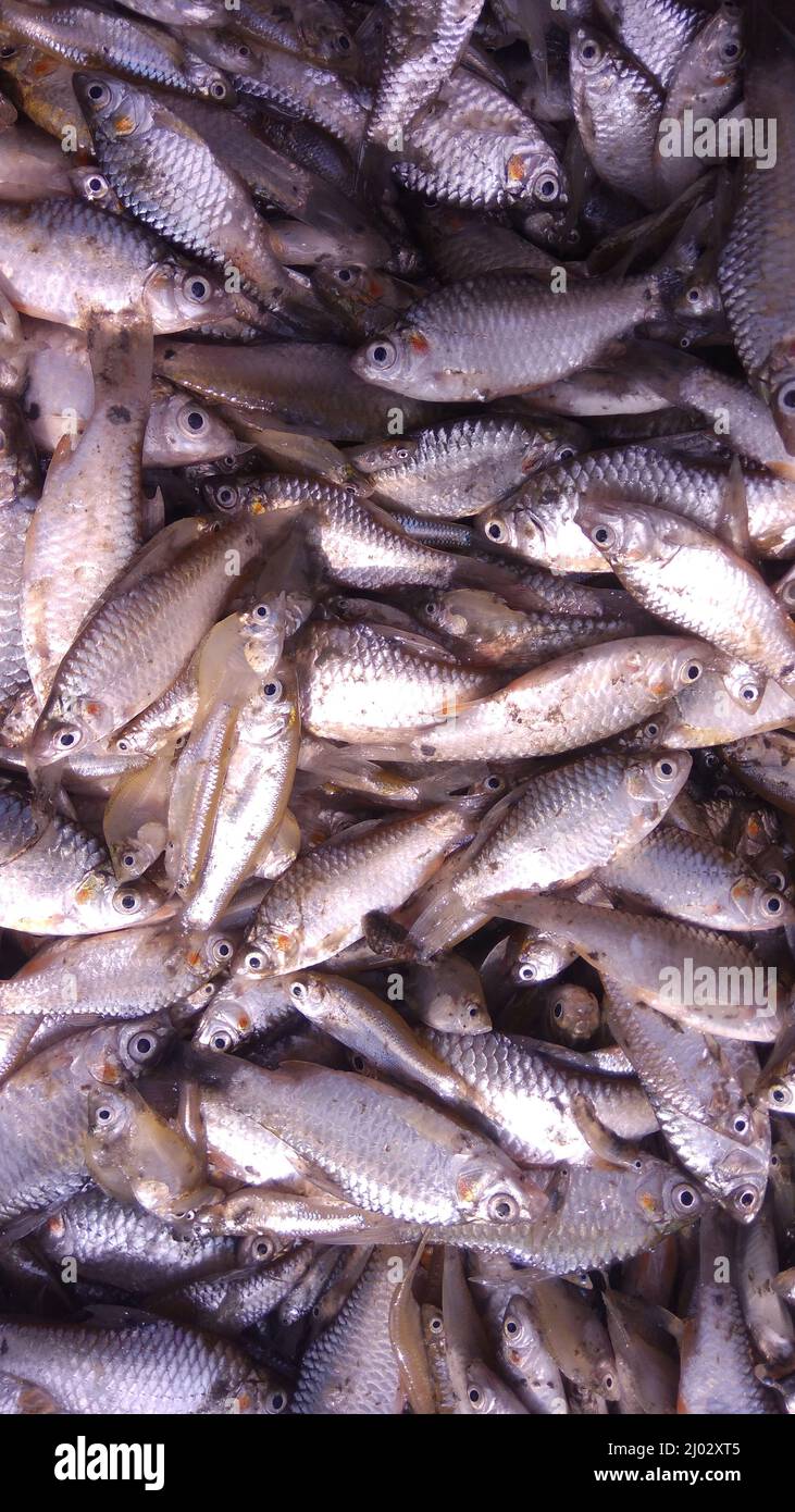 Lot of raw fresh fishes Stock Photo - Alamy