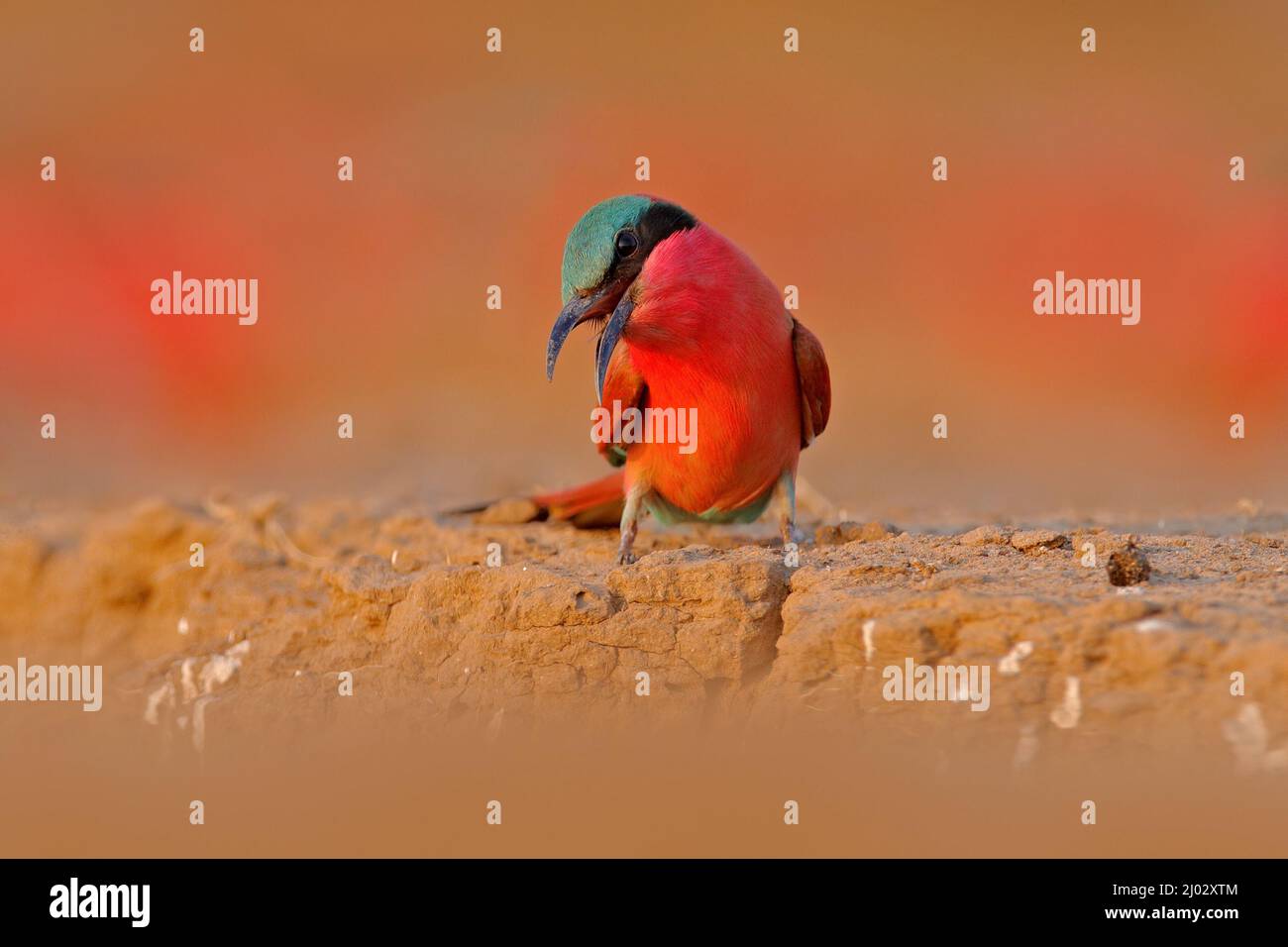 Bird colony, pink Northern Carmine Bee-eater, Botswana. Wildlife scene ...