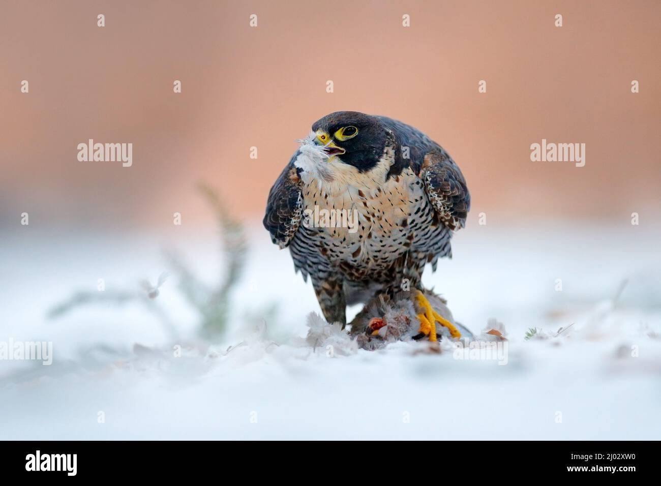 Peregrine Falcon, bird of prey sitting in the snow with catch during ...