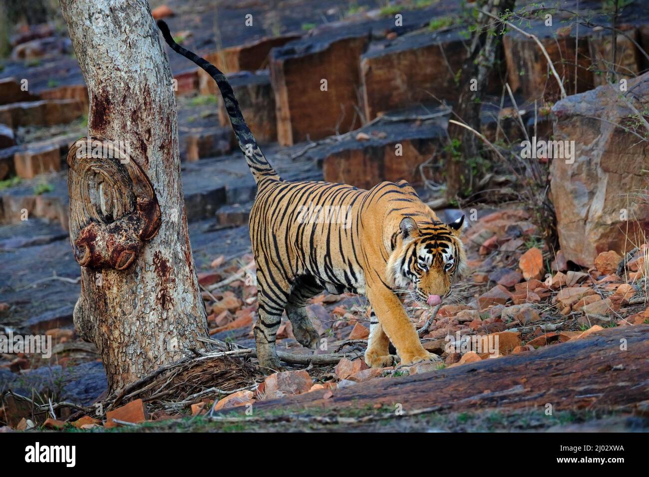 Urine marking Indian tiger lift up tail, wild animal in the nature ...