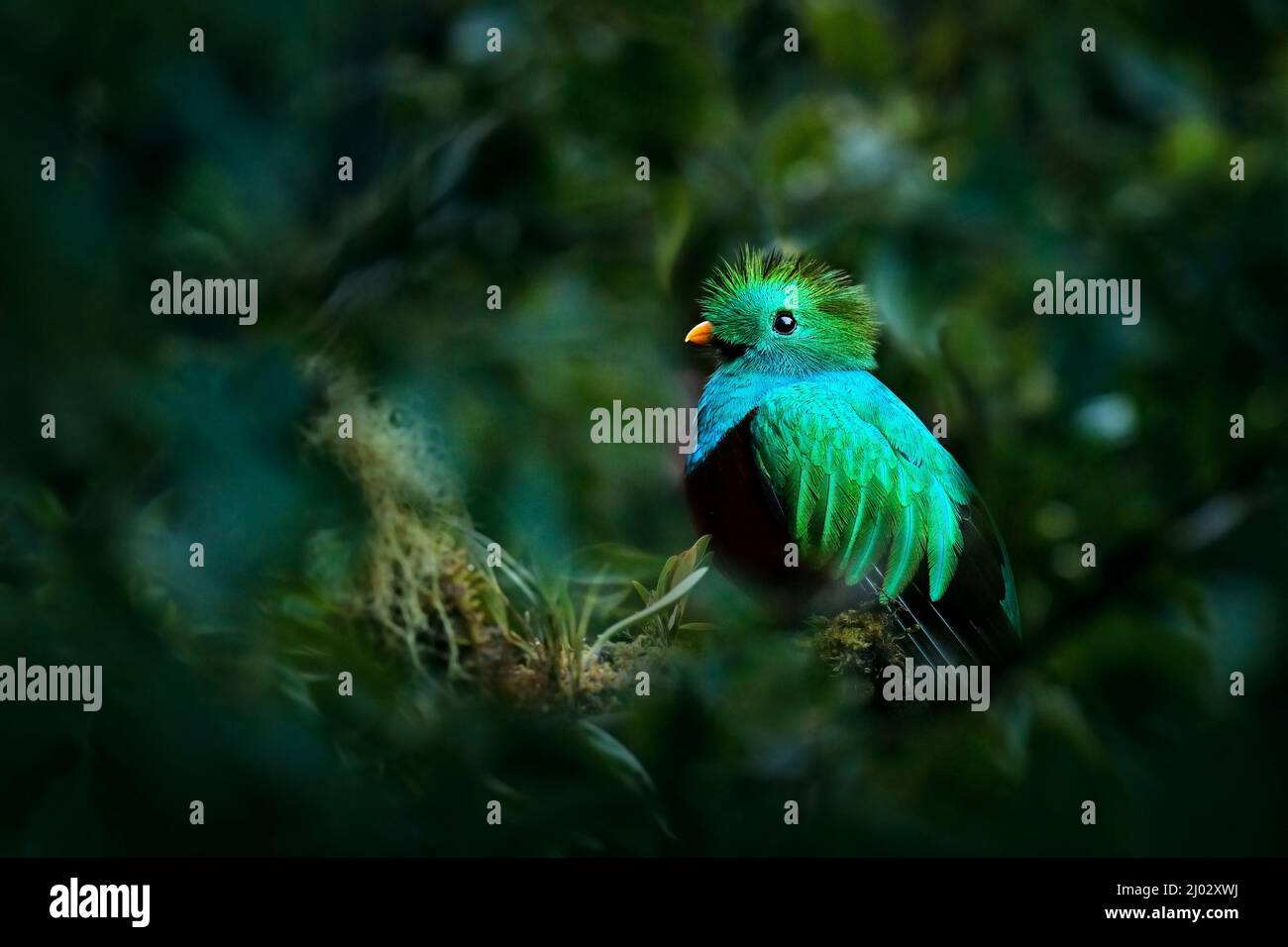 Tropic bird Quetzal, Pharomachrus mocinno, from nature Costa Rica ...
