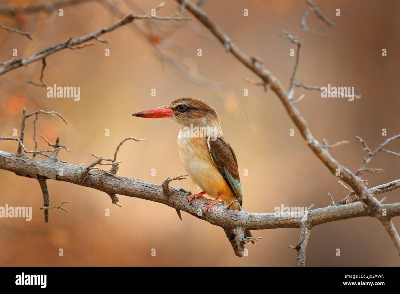 Brown-hooded kingfisher, Halcyon albiventris, bird with big red bill in ...