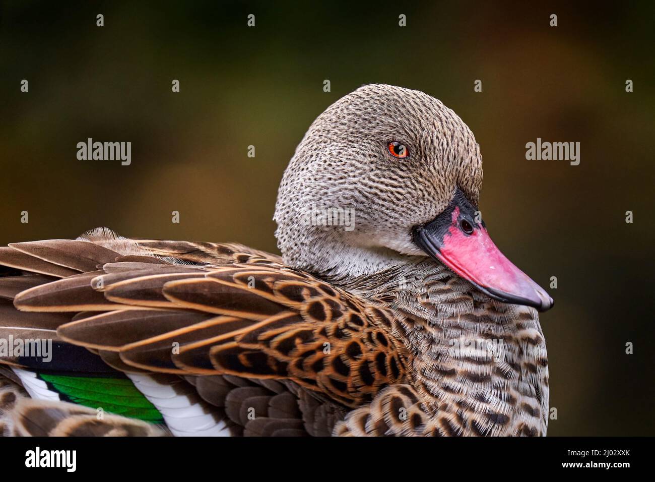 Cape teal, Anas capensis, dabbling duck from open wetlands in sub ...