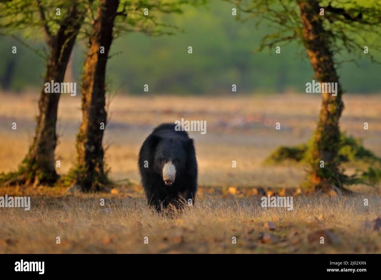 India wildlife. Sloth bear, Melursus ursinus, Ranthambore National Park ...