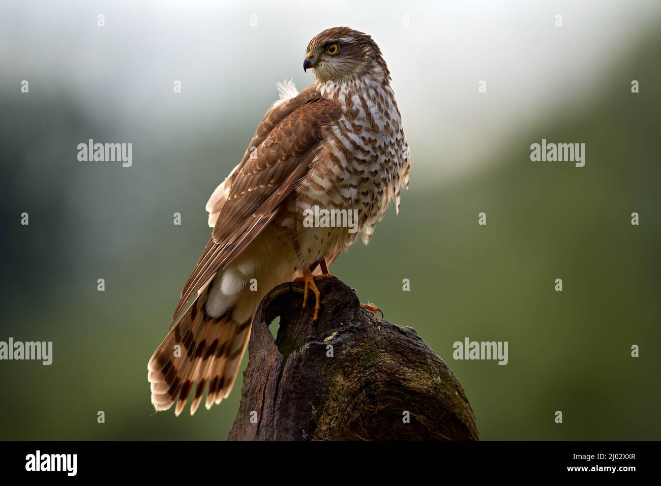 Sparrowhawk, Accipiter nisus, sitting green tree trunk in the forest ...