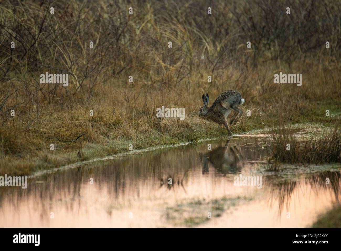 startled rabbit runs away over a pool of water Stock Photo - Alamy