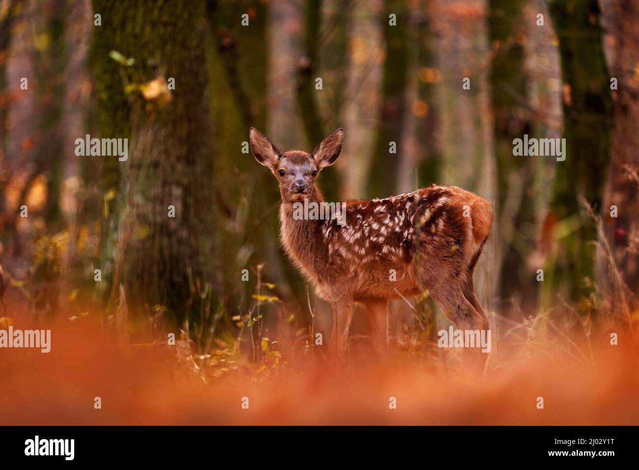 Cute beautiful young cub of red deer in the autumn orange forest ...
