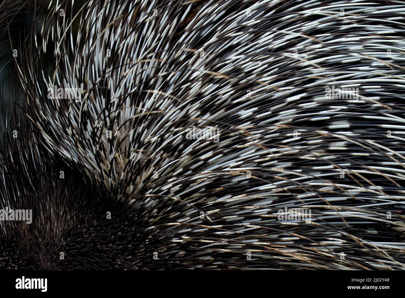 prickle quill thorn detail of Porcupine, close-up portrait. Cape ...