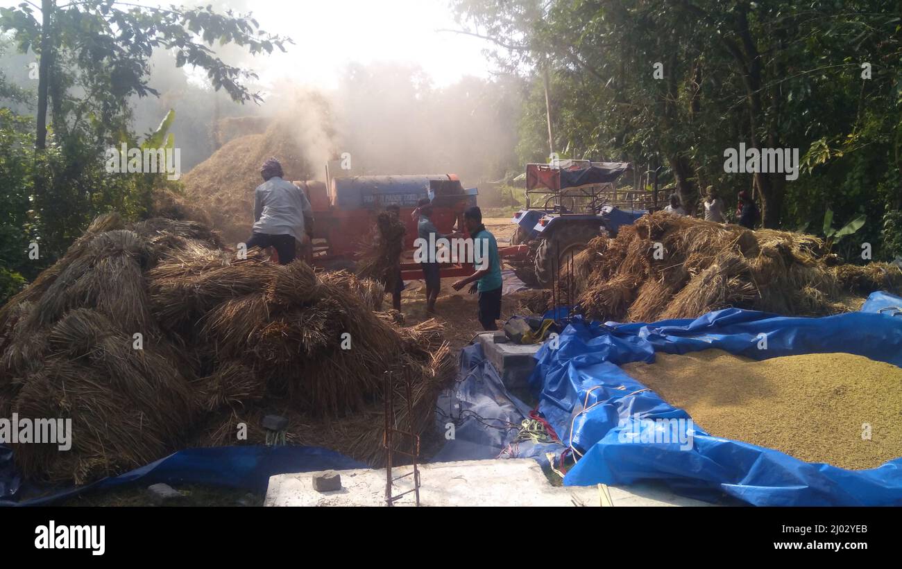 Rice harvester hi-res stock photography and images - Alamy