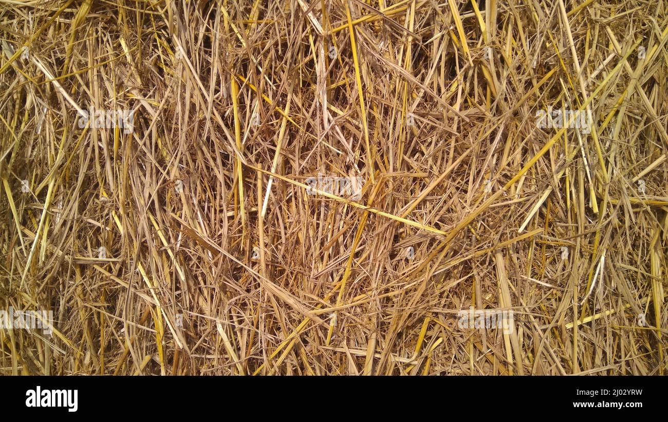 Straw background hi-res stock photography and images - Alamy
