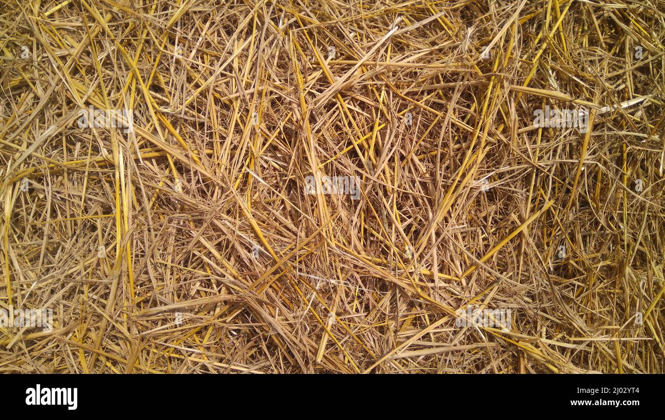Straw background hi-res stock photography and images - Alamy