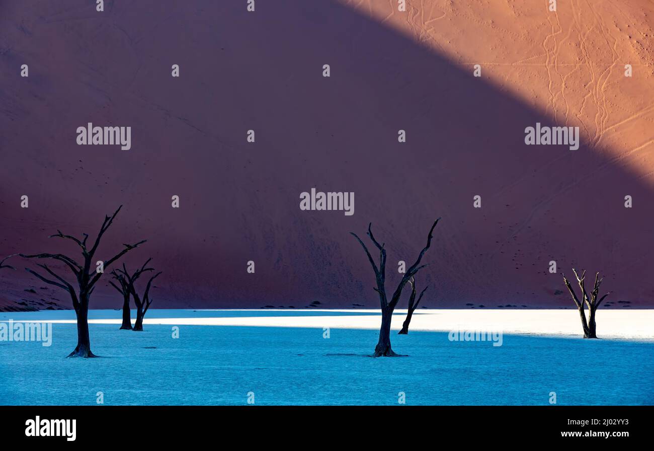 Dry dead acacia tree in Dead Vlei, beautiful landscape in Namib desert ...