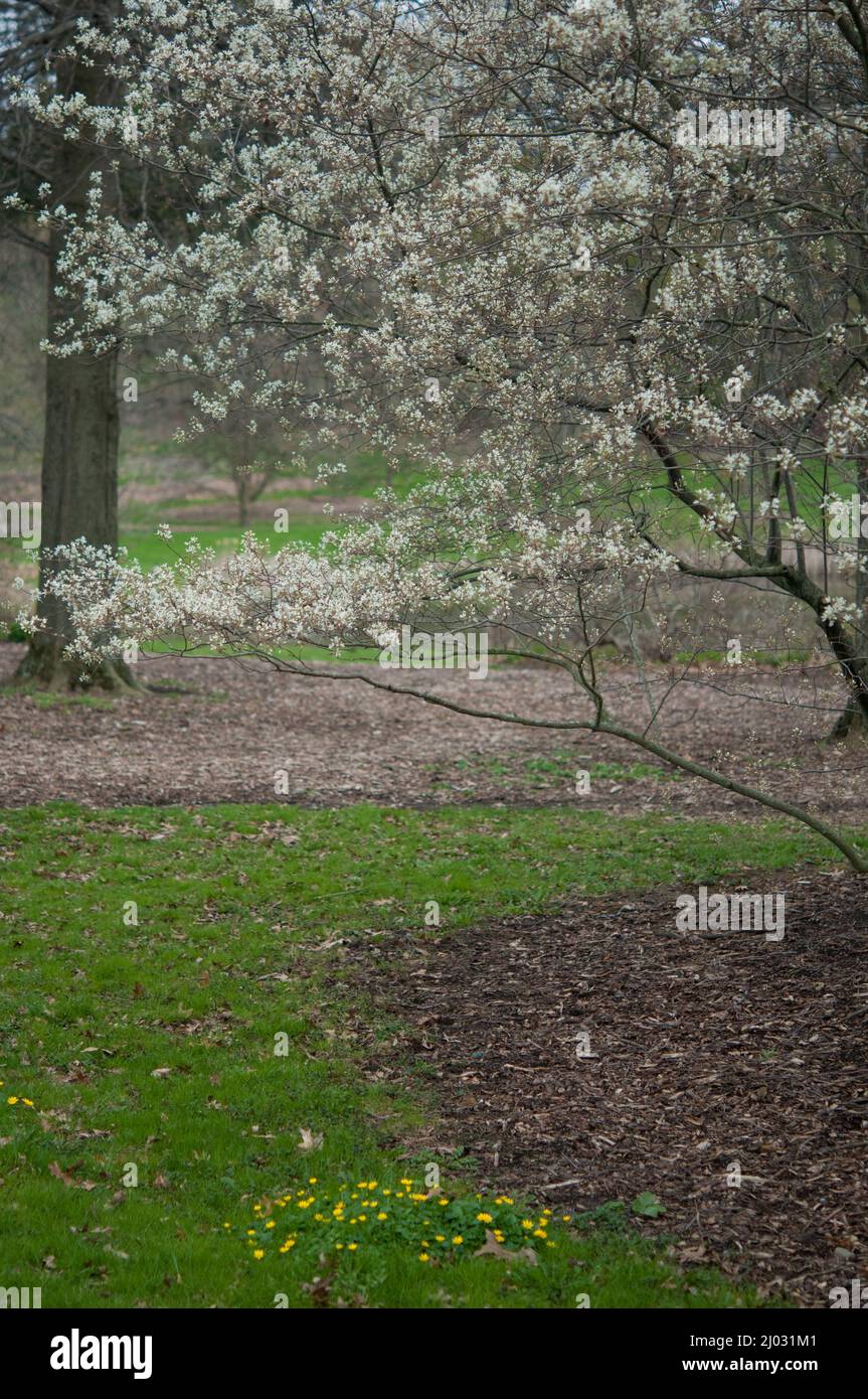 Flowering tree with tourist hi-res stock photography and images - Alamy