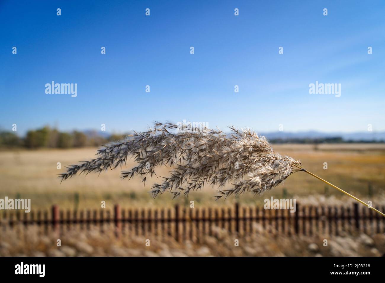 Shallow focus of a reed plant with a blurry background of black wooden ...