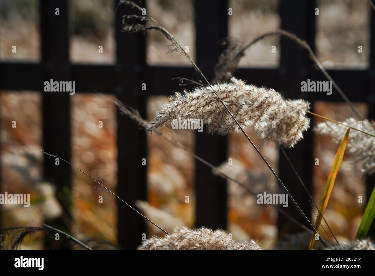 Shallow focus of a reed plant with a blurry background of black wooden ...