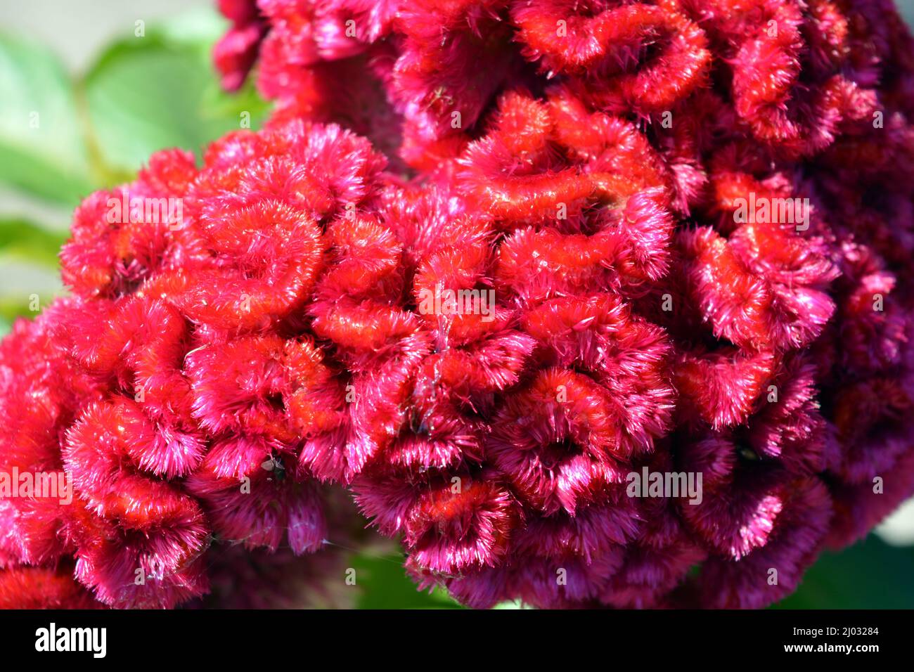 Landscaping, beautiful shrub with beautiful, decorative flowers. A ...