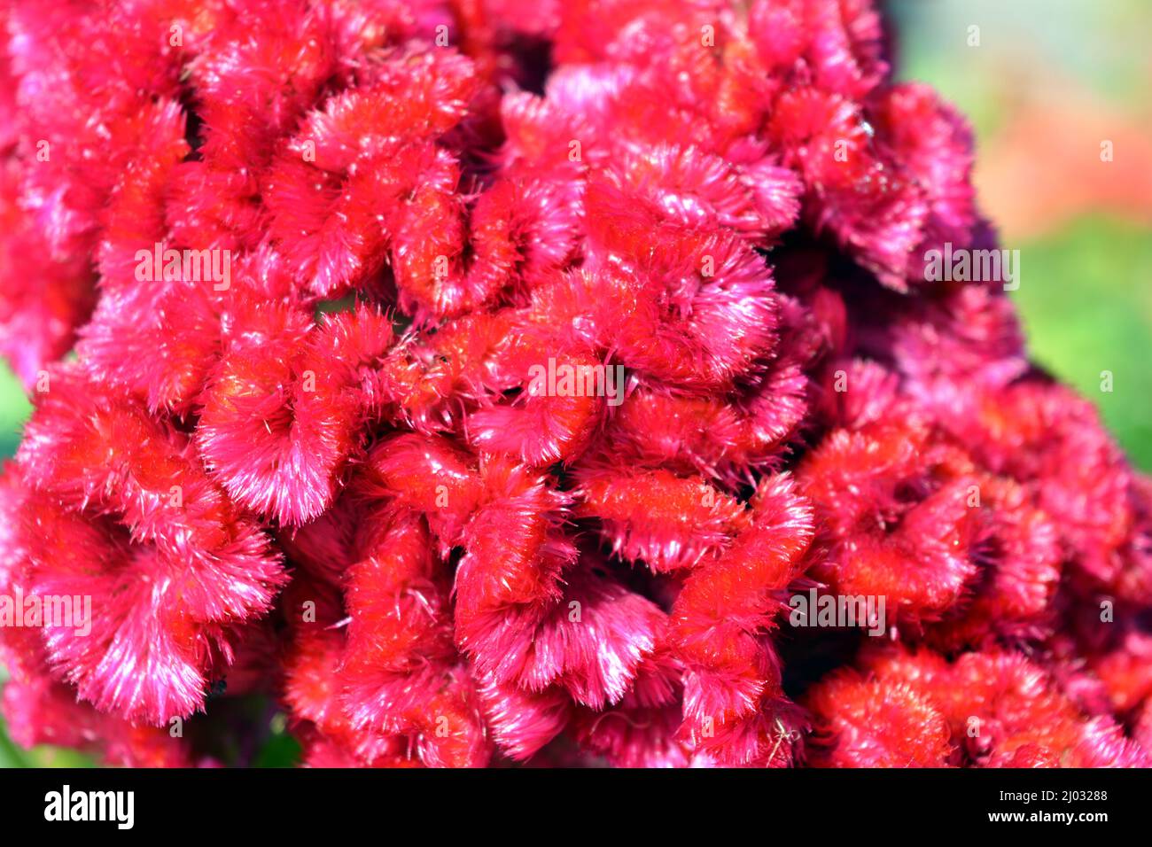 Landscaping, beautiful shrub with beautiful, decorative flowers. A ...