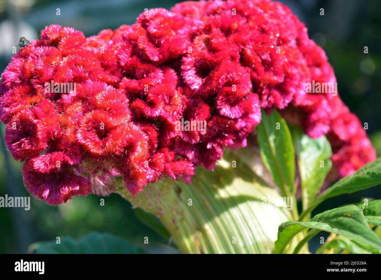 Landscaping, beautiful shrub with beautiful, decorative flowers. A ...