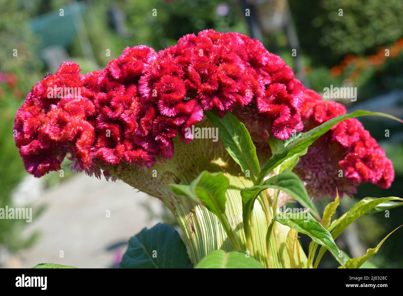 Landscaping, beautiful shrub with beautiful, decorative flowers. A ...