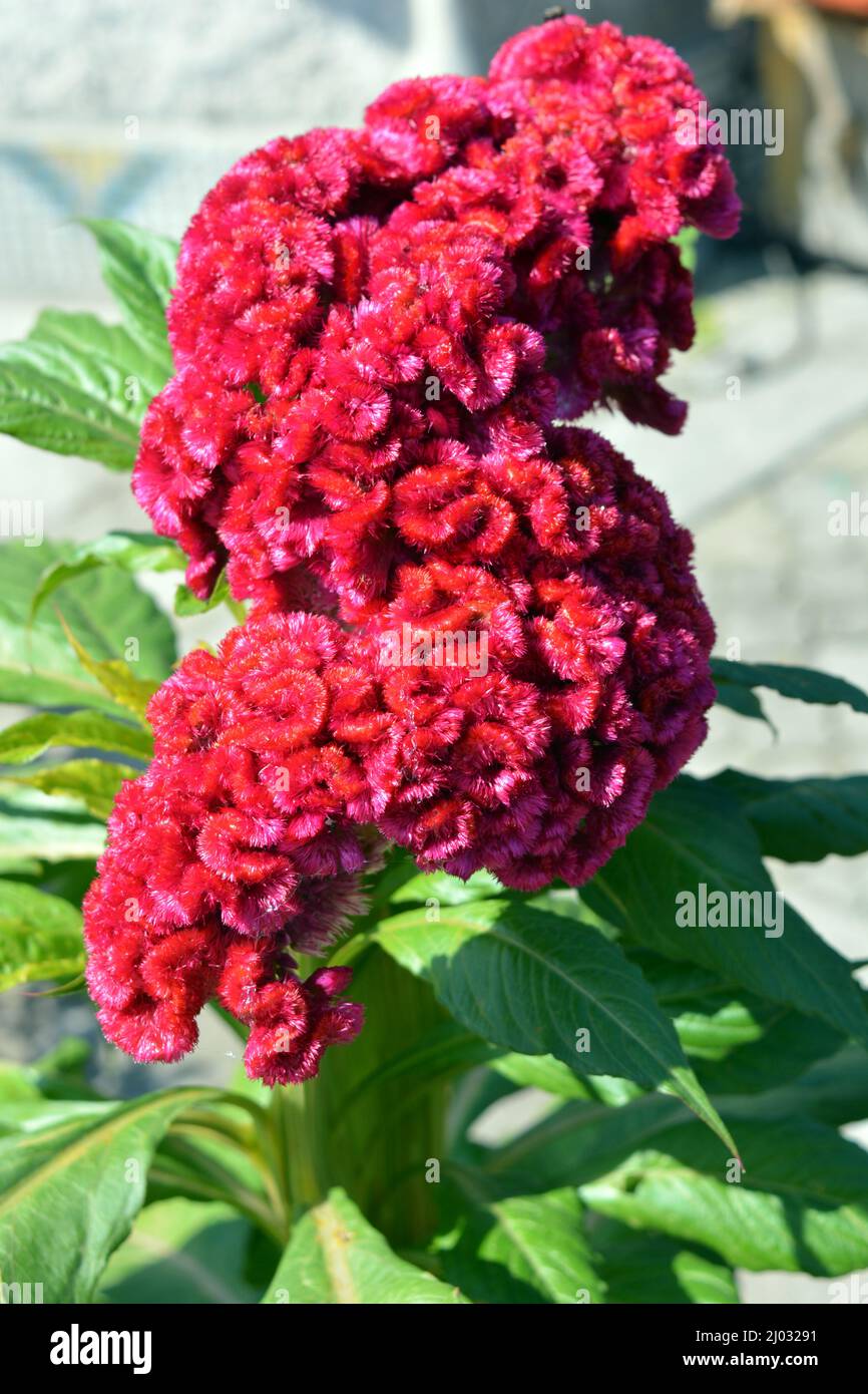 Landscaping, beautiful shrub with beautiful, decorative flowers. A ...