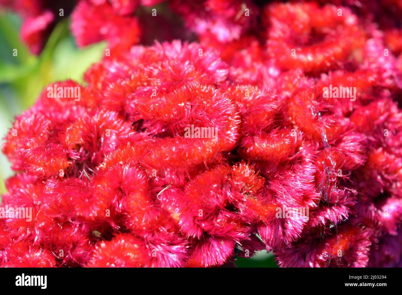 Landscaping, beautiful shrub with beautiful, decorative flowers. A ...