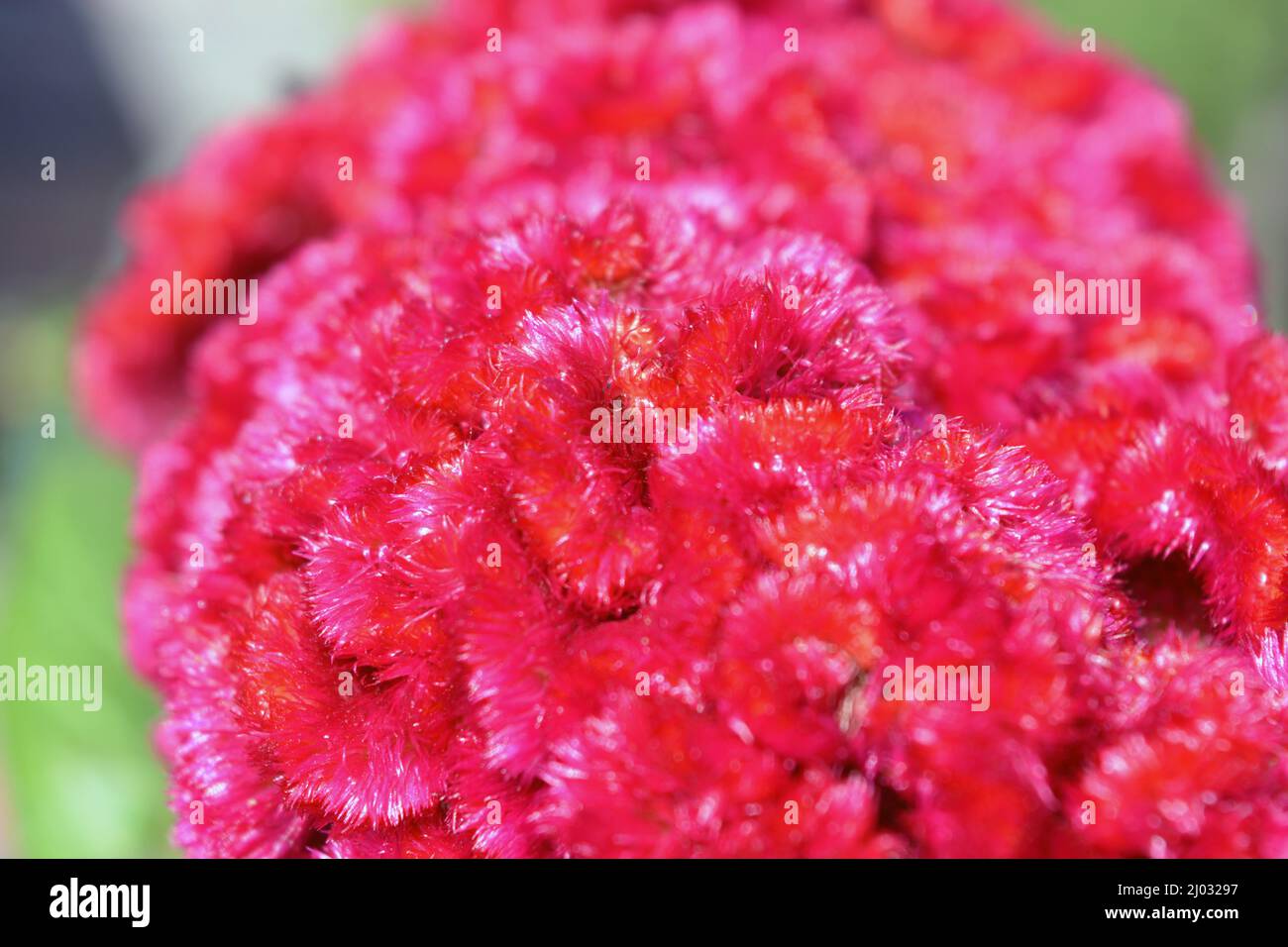 Landscaping, beautiful shrub with beautiful, decorative flowers. A ...