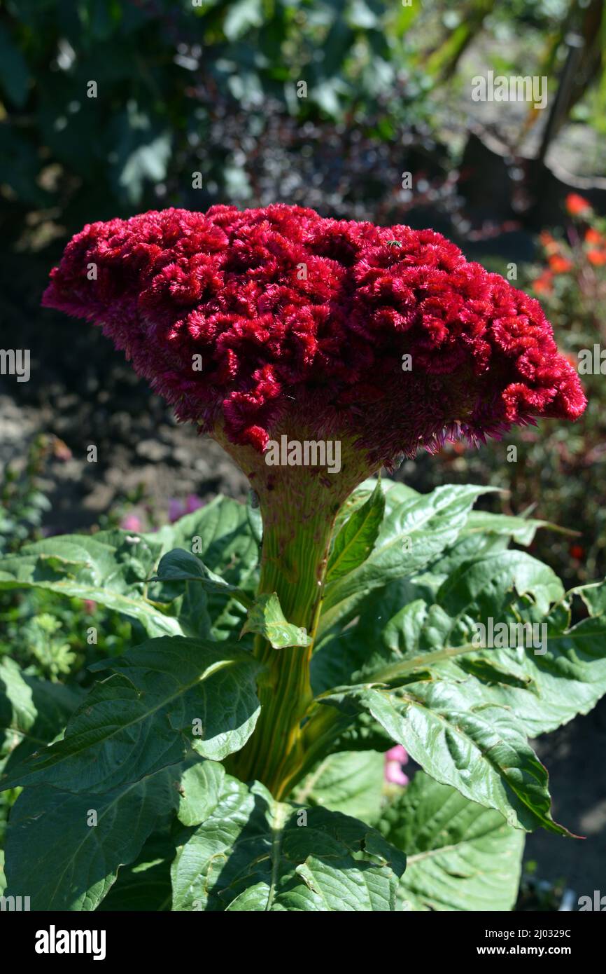 Landscaping, beautiful shrub with beautiful, decorative flowers. A ...