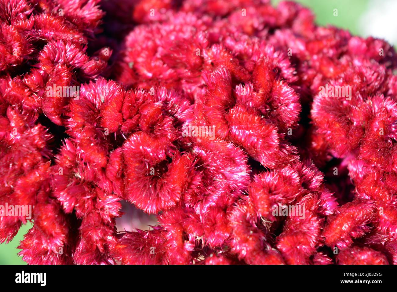 Landscaping, beautiful shrub with beautiful, decorative flowers. A ...