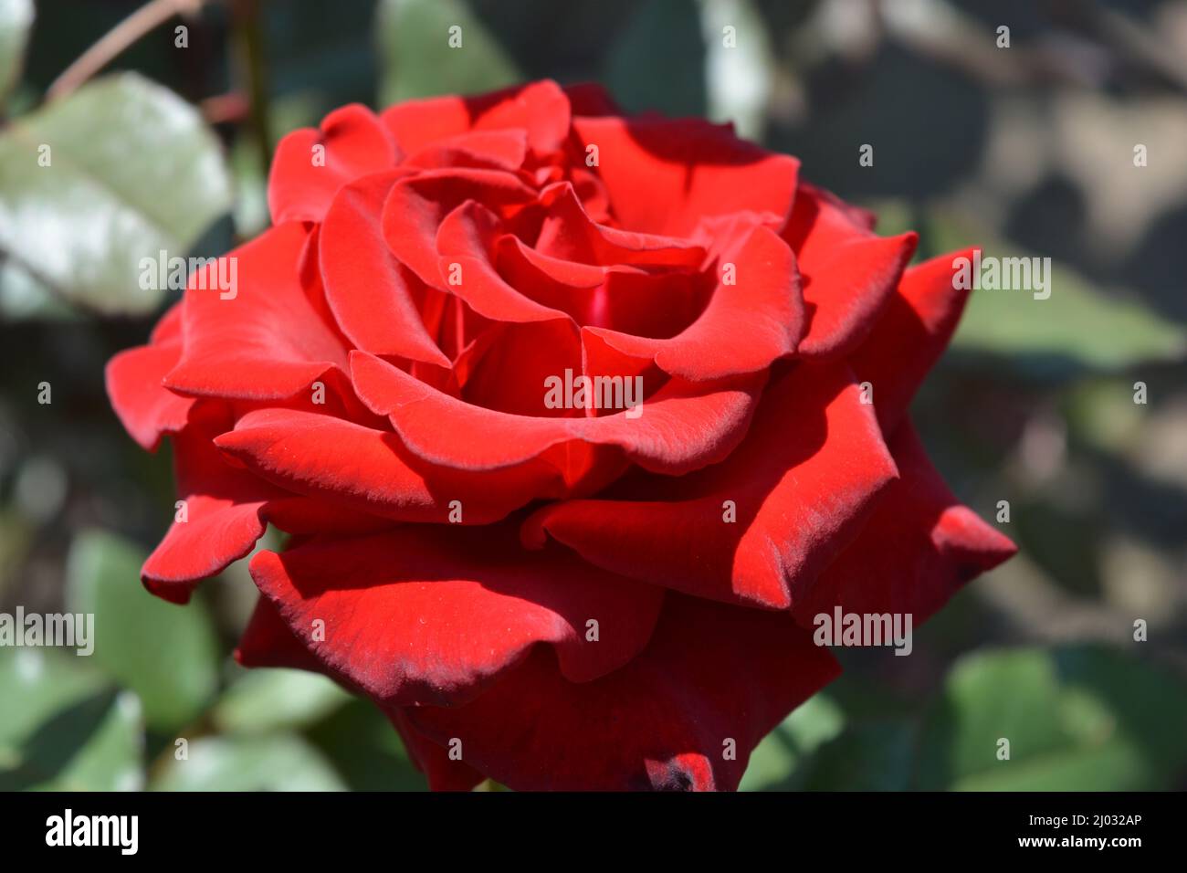 Landscaping, bright and festive flowers blooming and growing in the sun ...