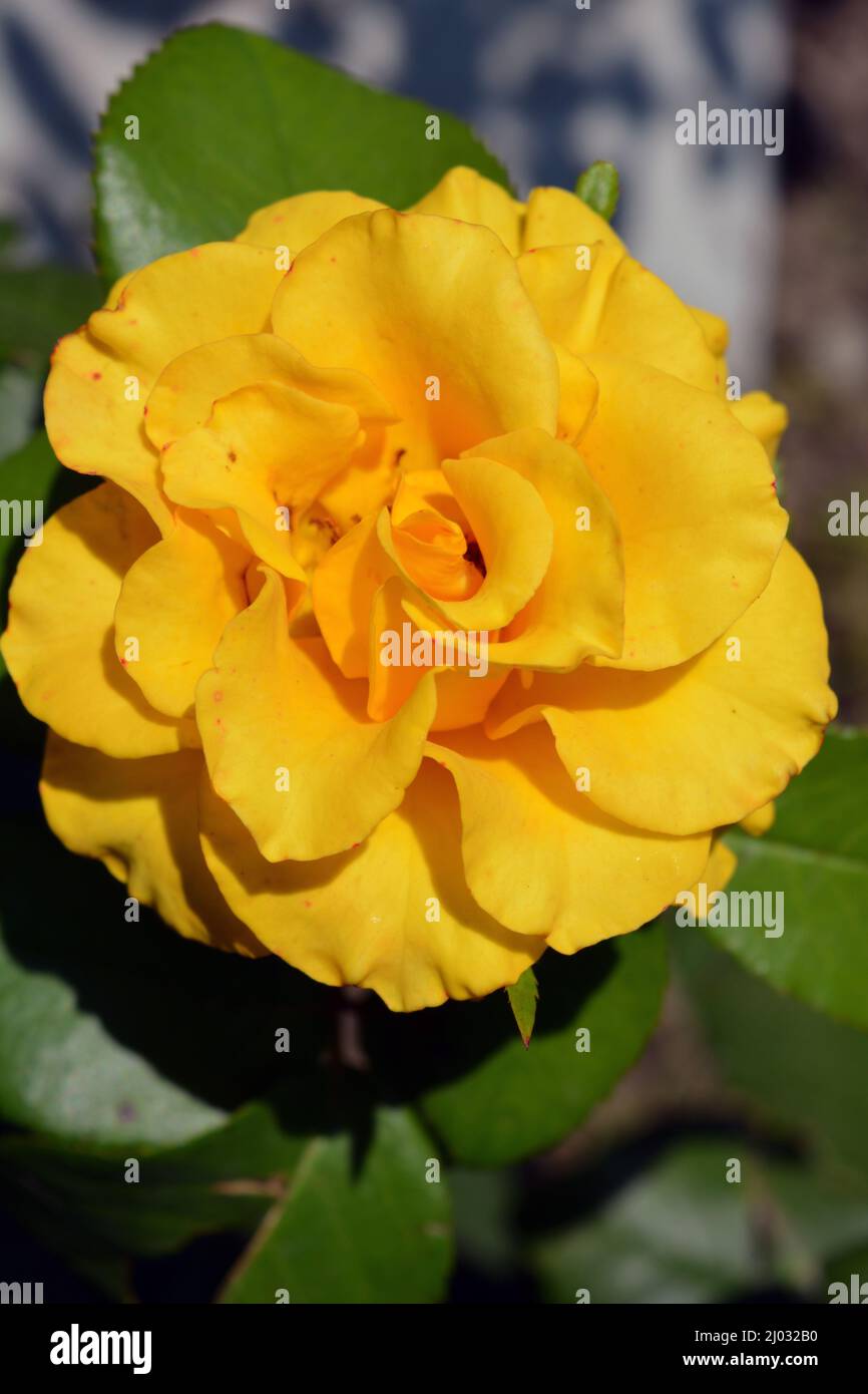 Landscaping, bright and festive flowers blooming and growing in the sun ...