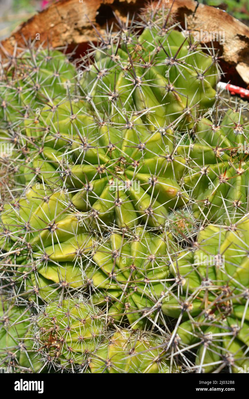 Unusual green, vegetal, floral background. Beautiful green cacti with ...