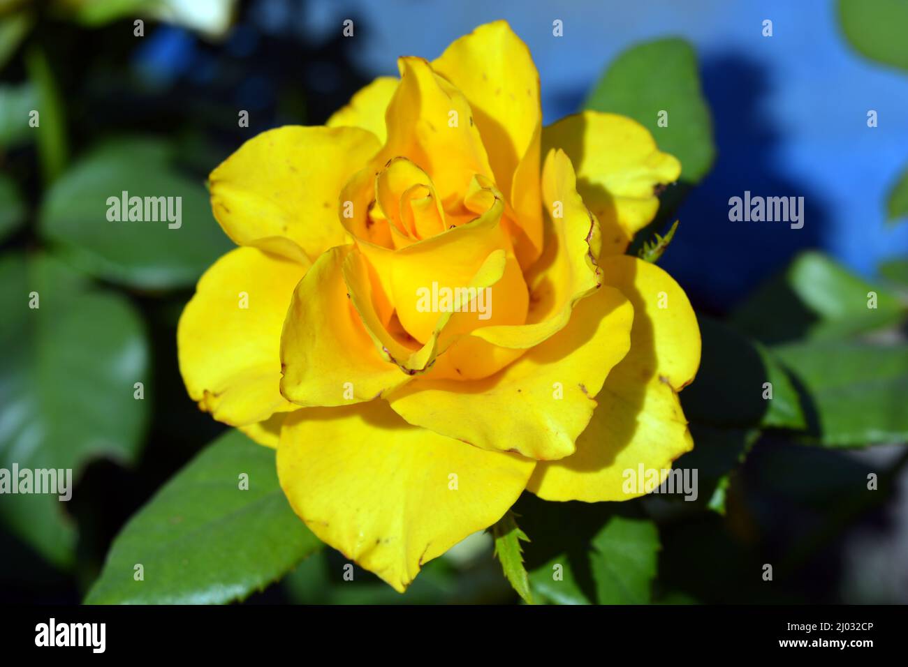 Landscaping, bright and festive flowers blooming and growing in the sun ...
