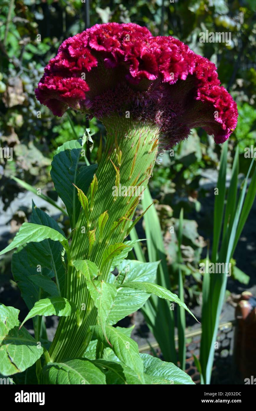 Landscaping, beautiful shrub with beautiful, decorative flowers. A ...