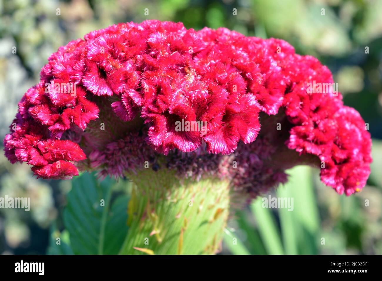 Landscaping, beautiful shrub with beautiful, decorative flowers. A ...