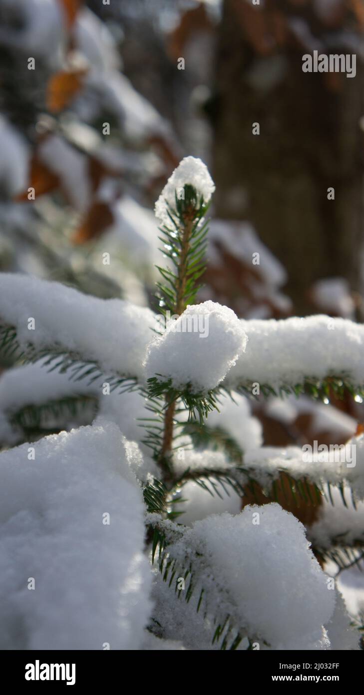 Close-up shot of a pine tree full of snow Stock Photo - Alamy