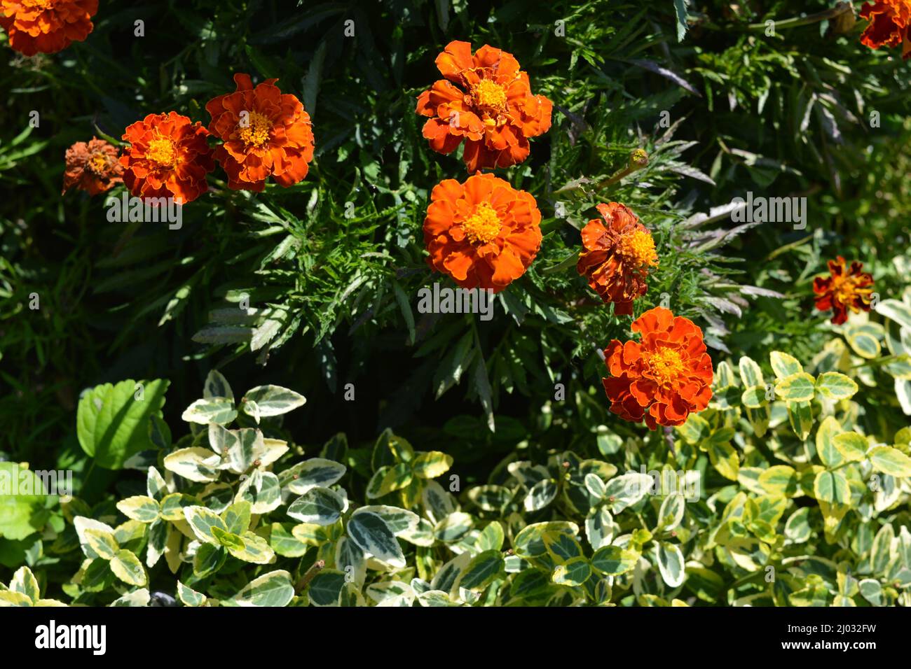 A beautiful boxwood bush with small light, dark green leaves with ...