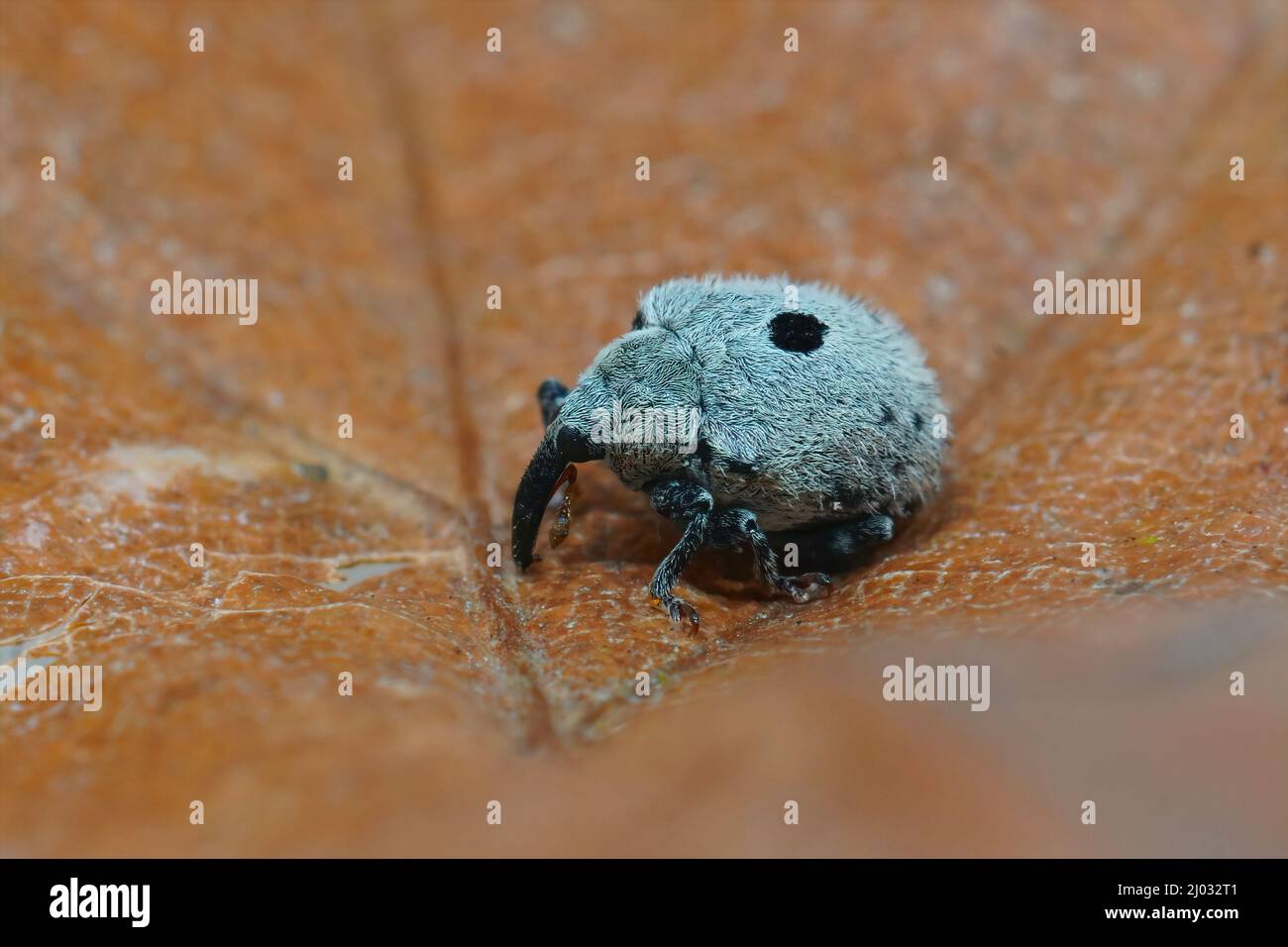 Closeup on a small plant parasite weevil beetle, Cionus olens, w Stock Photo - Alamy