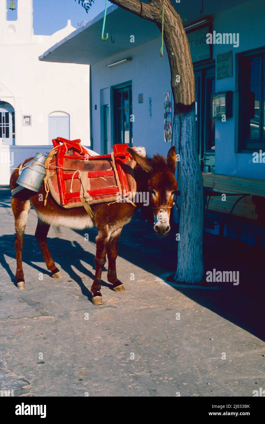 Donkey milk delivery hi-res stock photography and images - Alamy