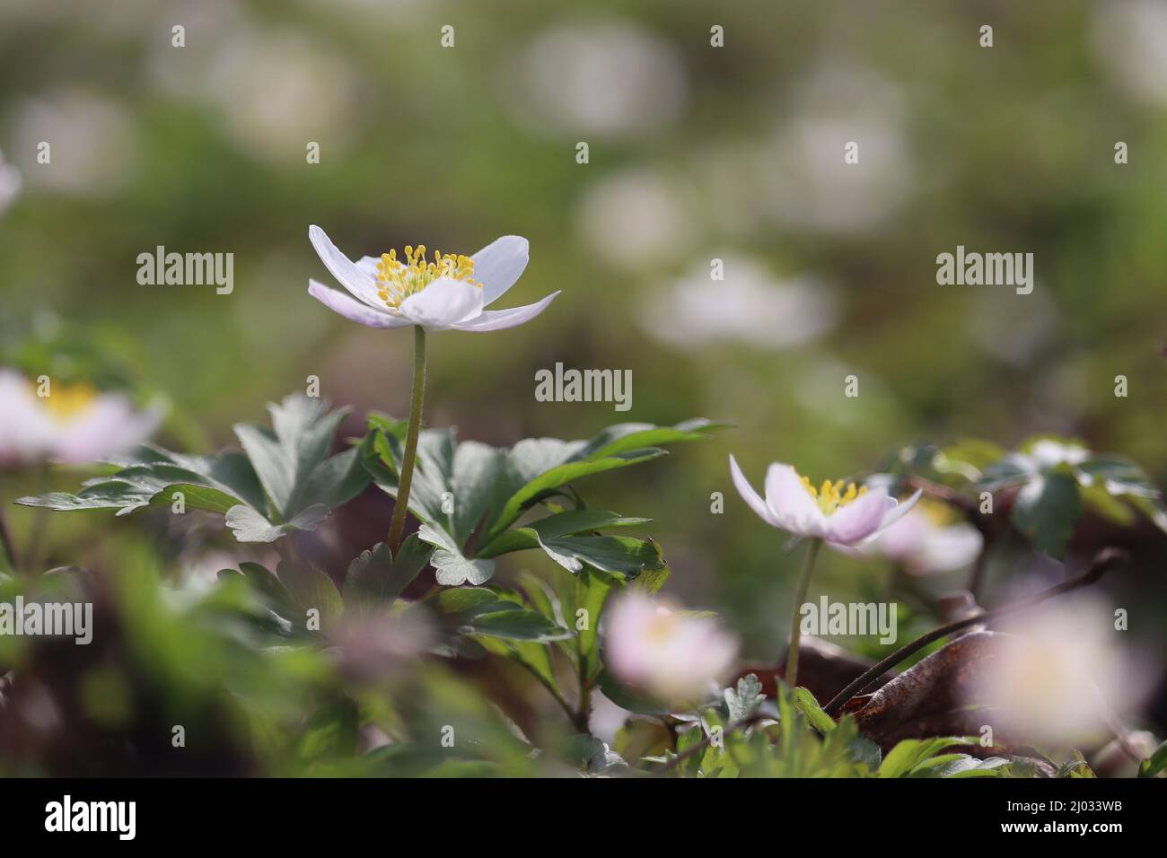 The beauitful white spring flowers of Anemone nemorosa, growing ...
