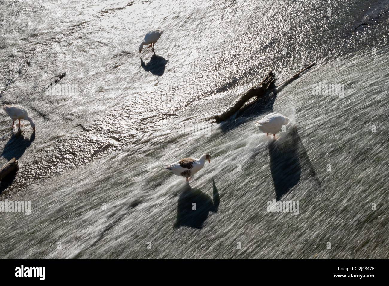 Wet wildlife hi-res stock photography and images - Alamy
