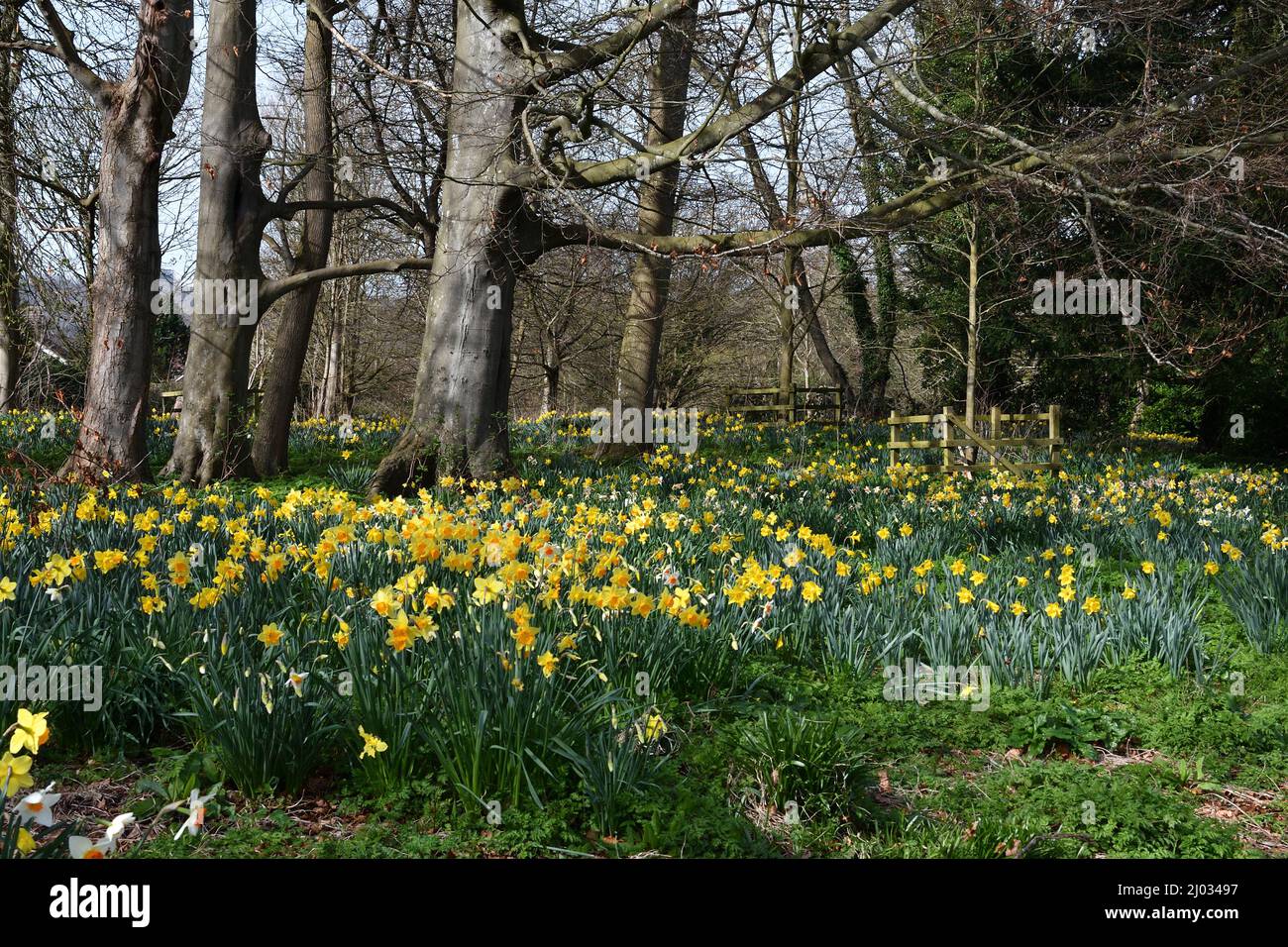 Woodland with Daffodils uk Stock Photo - Alamy