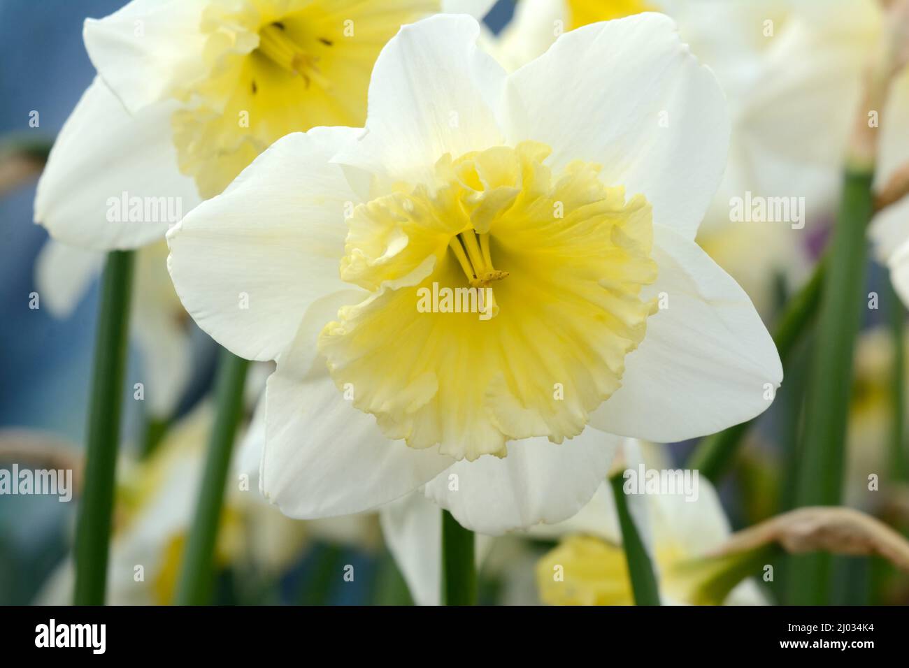 Narcissus Ice Follies daffodil flower fragrant soft yellows cup with white outer petals ...