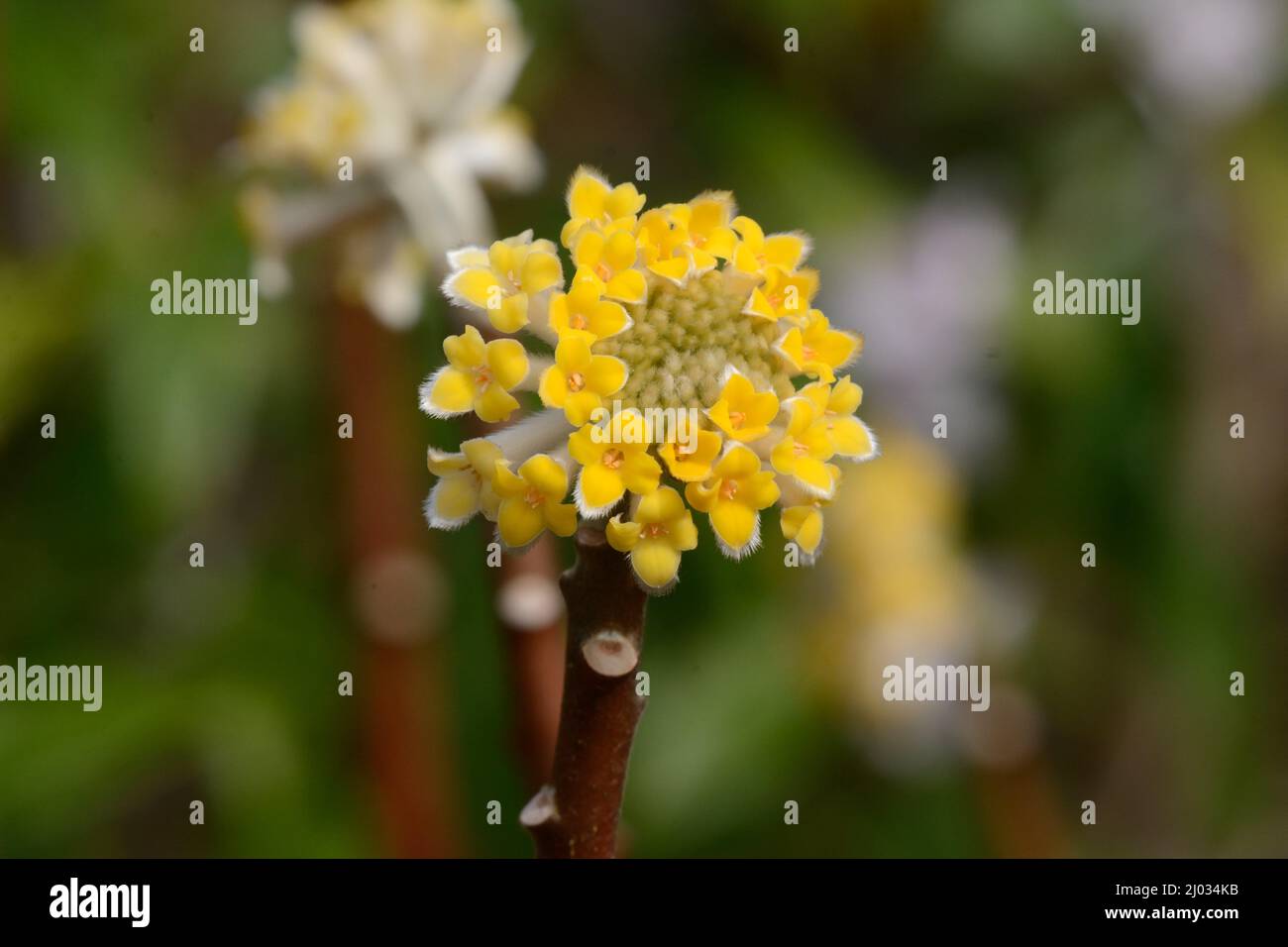 Fragrant yellow flower of the Edgeworthia chrysantha shrub Paperbush ...