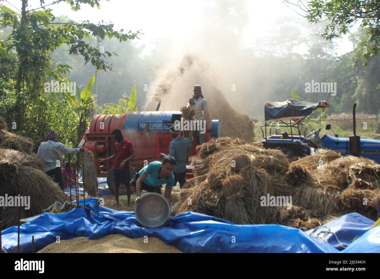 Bhadrak, Odisha, India, 07 January 2020 :Labourers feed manually ...