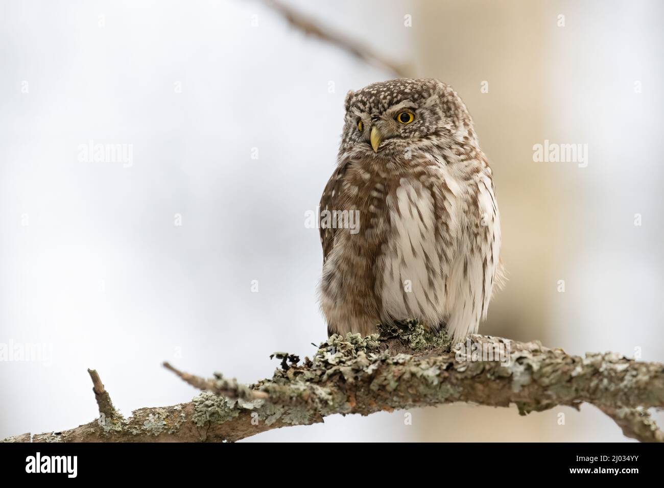 Eurasian pygmy owl winter hi-res stock photography and images - Alamy