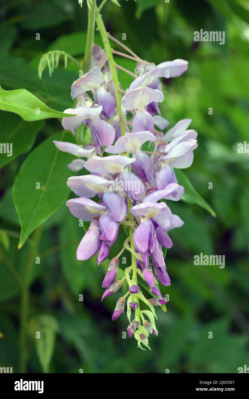 Bright blooming spring, summer flowers. Pink, white small buds ...