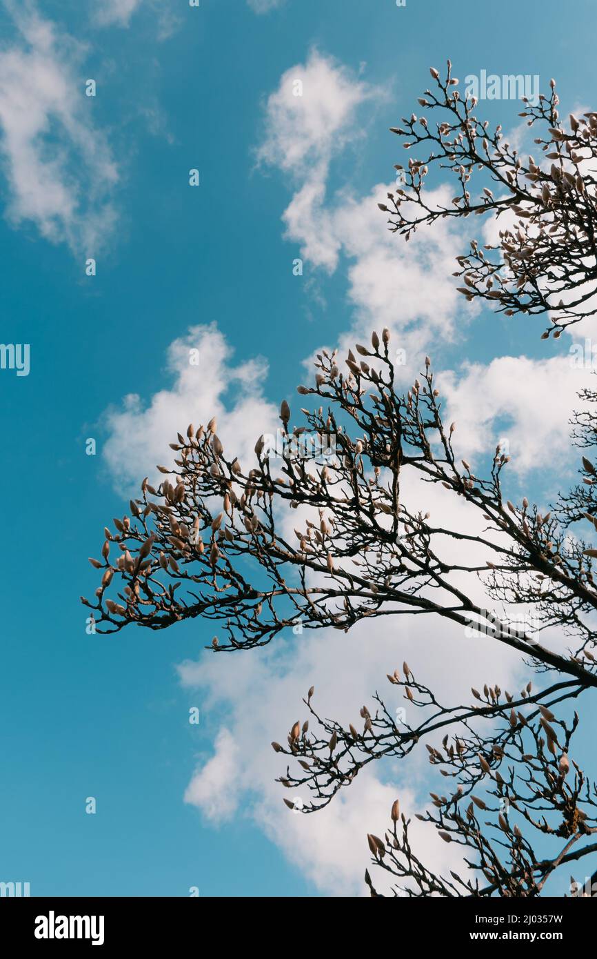 Beautiful Magnolia Buds Tree On A Sunny Day Against a bright Sky and ...