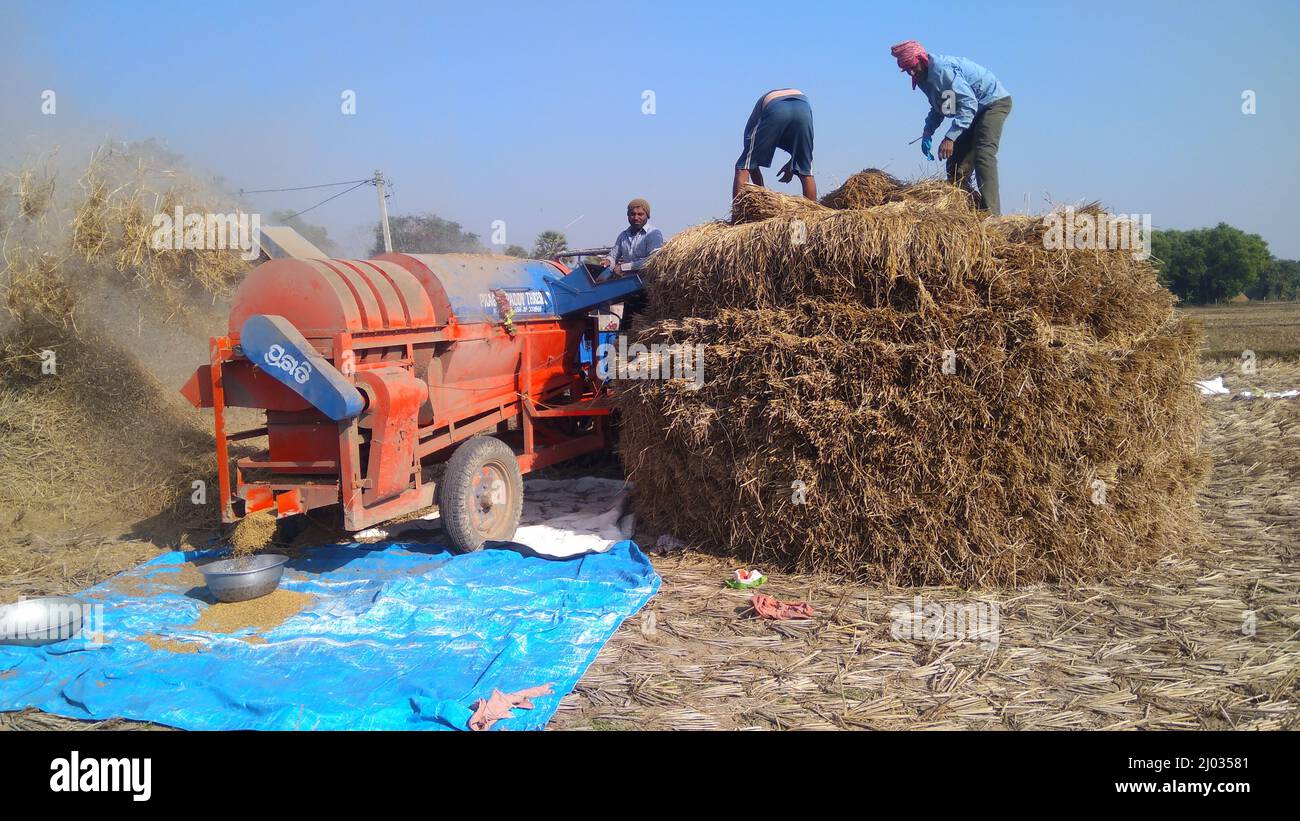 13 January 2020, Indian farmers or Farm workers harvesting rice using ...